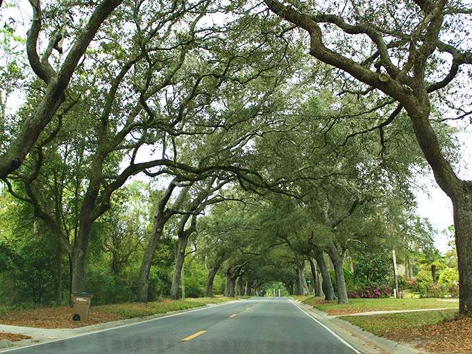 The road less traveled? Maybe. The road more photographed? Absolutely! These majestic oaks have been Instagram stars before Instagram existed.