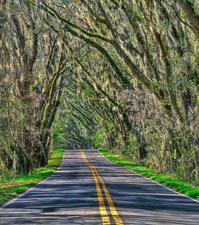 The double yellow line seems to lead straight into a fairytale, with each curve promising new wonders beneath the watchful gaze of centuries-old oaks.