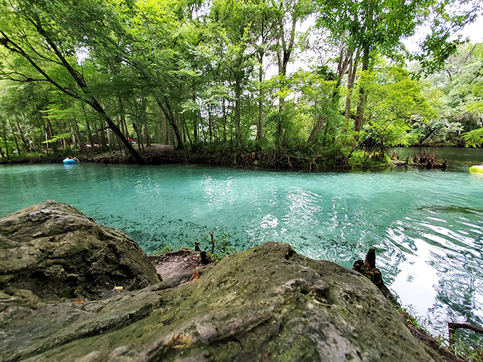The meeting of worlds: where emerald-tinted spring water creates a stunning contrast against the surrounding cypress forest.