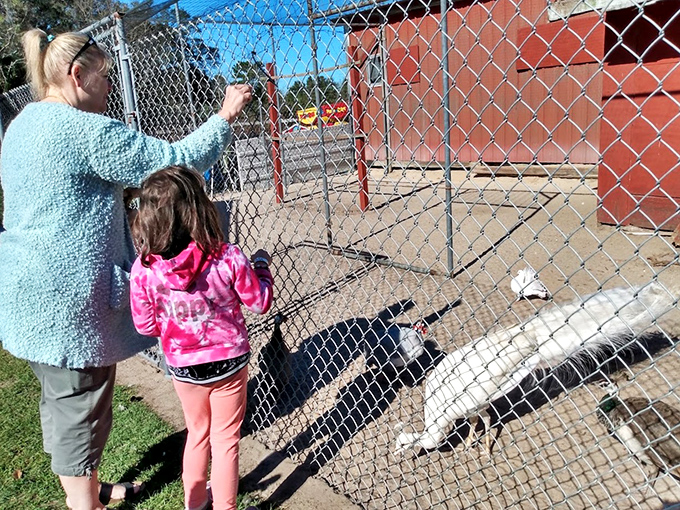 Children discover the joy of hand-feeding feathered friends, creating memories that no video game could ever match.