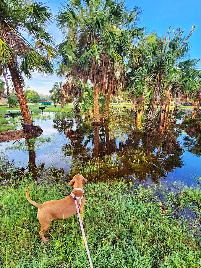 Even the dogs appreciate Wall Springs Park&mdash;this pup's contemplating the meaning of life or possibly just squirrels.