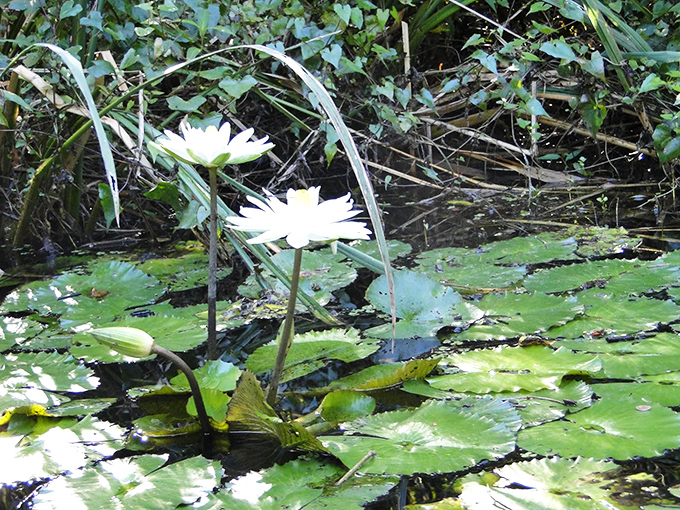 Nature's own floating artwork decorates the river's surface, their pristine white blooms standing in stark contrast to the tannic waters below.