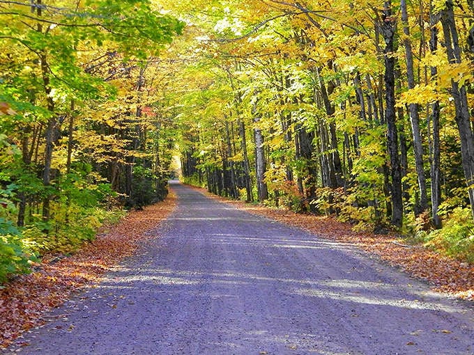 This winding road through fall colors is what happens when Mother Nature decides to show off, painting everything in oranges and reds like she's redecorating.