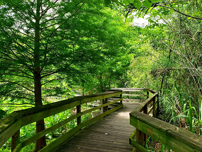 Sunlight dapples through cypress trees along this elevated wooden path, creating nature's own light show.