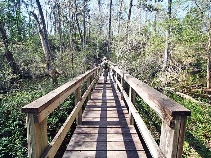 The boardwalk stretches into the forest like an invitation to adventure, promising discoveries with every wooden plank.