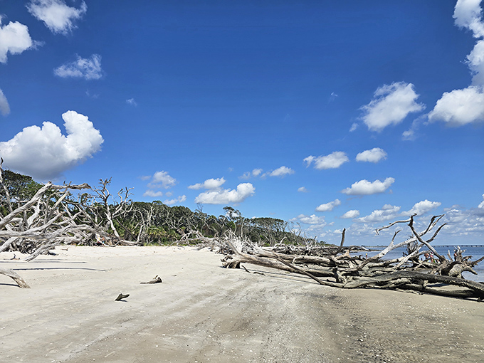 Boneyard Beach lives up to its eerie nickname, with fallen giants creating a natural sculpture garden unlike anywhere else in Florida.