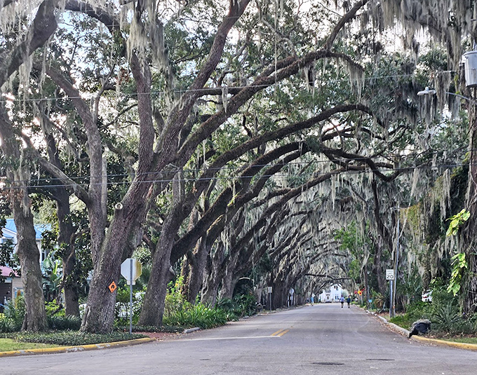 Mother Nature's own version of a green carpet welcome, where massive branches reach across the road in a centuries-old embrace.