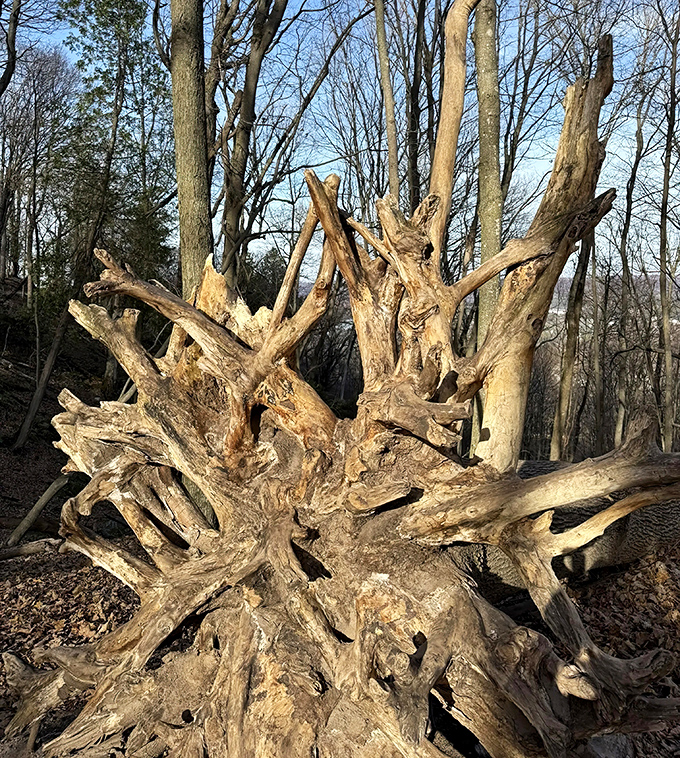 Nature's sculpture garden on display, this ancient root system tells stories of resilience and adaptation better than any self-help book.