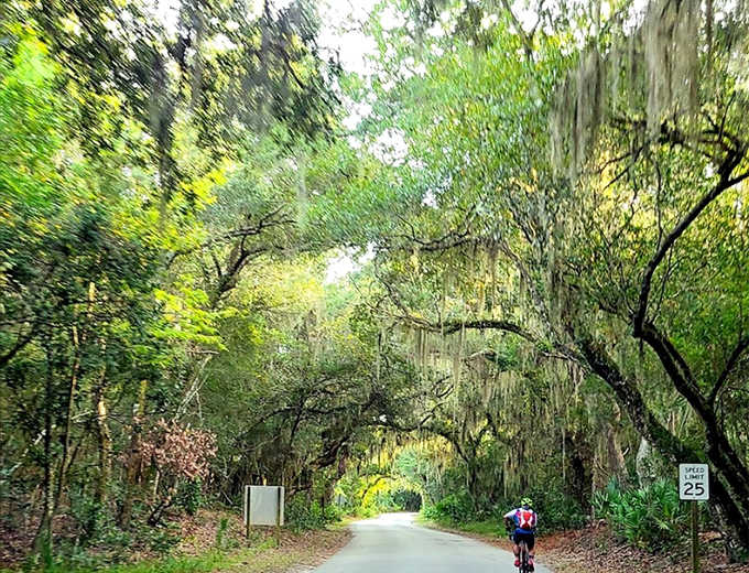 Cyclists find paradise on this shaded route where exercise meets enchantment under a living green ceiling.
