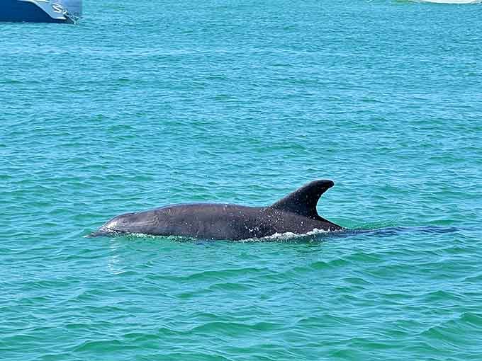 A wild dolphin surfaces gracefully in Shell Key's waters, offering boaters a free show that beats anything you'd see at a marine park.