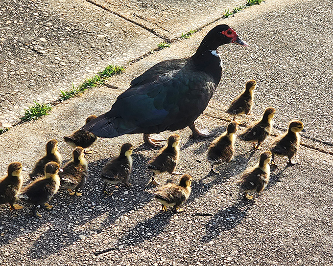 The duck family parade moves with military precision – mama in front, ducklings following in perfect formation, like tiny feathered soldiers on an important bread-finding mission.