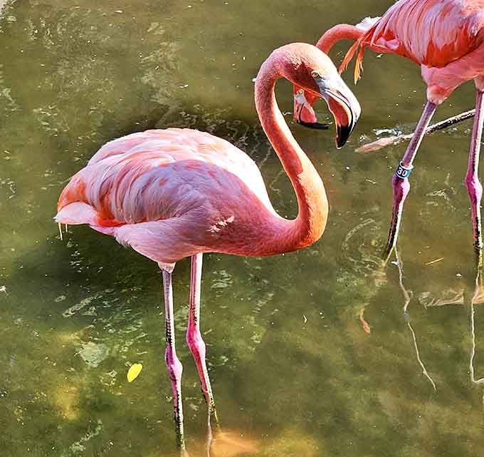 Flamingos add a splash of cotton candy pink to Gatorland's landscape, standing elegantly on one leg as if posing for Florida postcards.