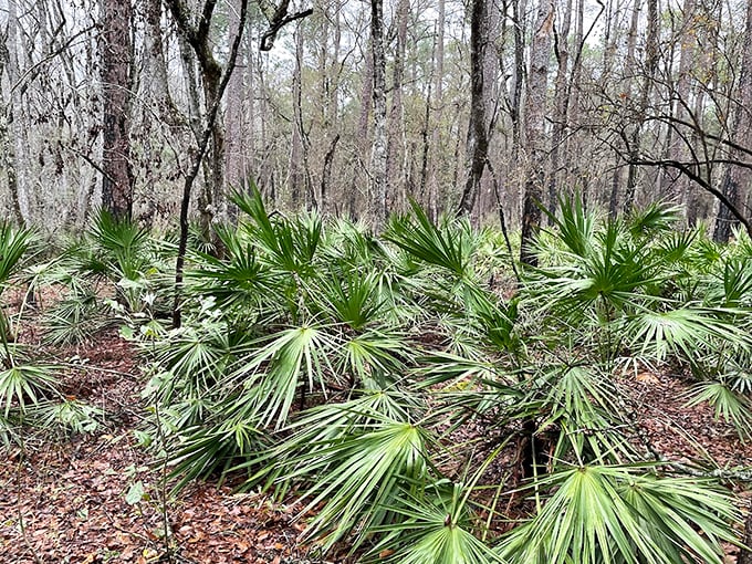 Sunlight filters through the dense canopy, creating dappled patterns on the forest floor below.