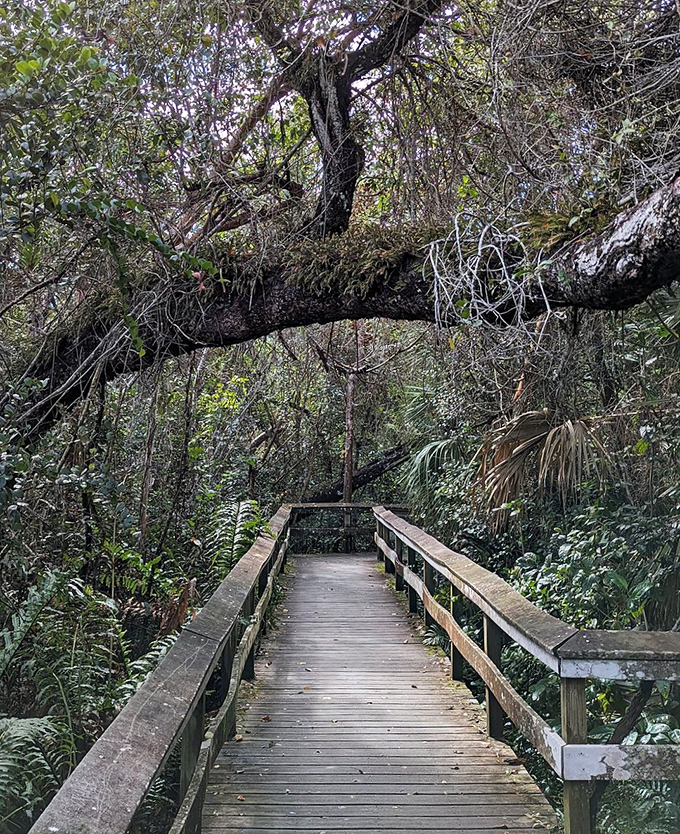 Ancient branches twist skyward like nature's sculpture, showcasing centuries of determined growth in this unique island of hardwood trees.