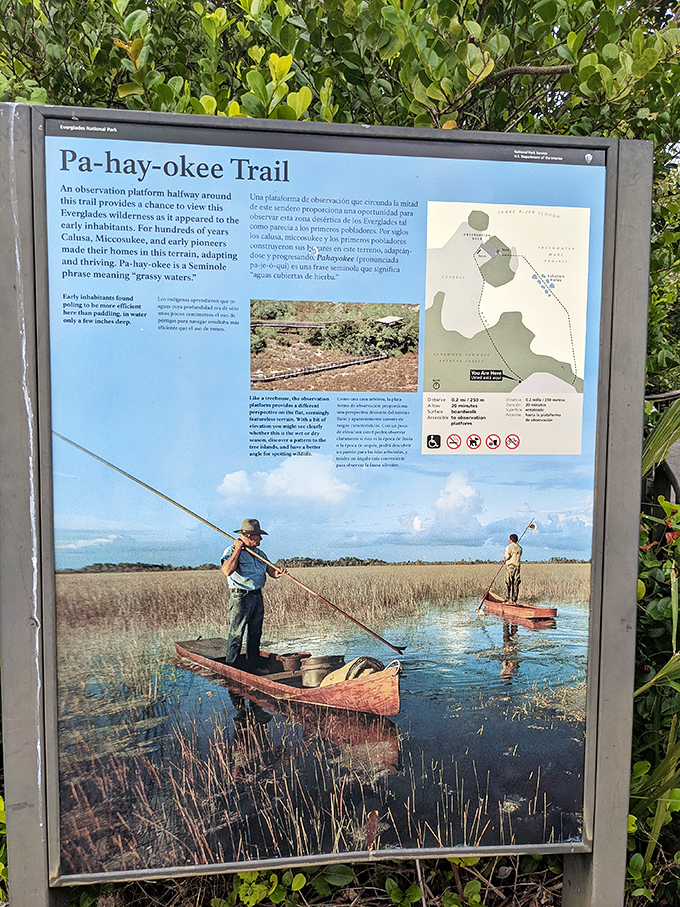 History meets nature at the Pa-hay-okee information sign, where visitors learn that "grassy water" isn't just a poetic description &ndash; it's the literal translation.
