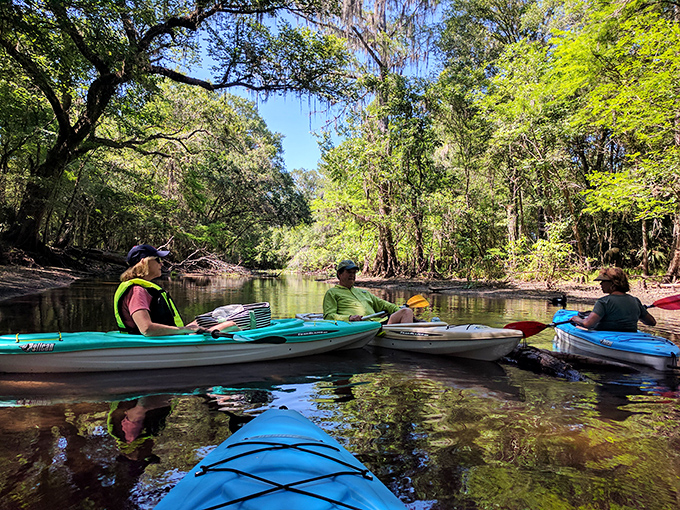 Colorful kayaks drift along the tannin-rich waters of the Hillsborough River, where overhanging trees create natural tunnels for adventurous paddlers.