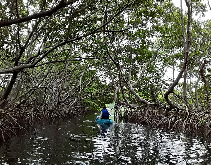 Adventure calls as a lone kayaker navigates the mysterious mangrove tunnels &ndash; part obstacle course, part nature's cathedral.