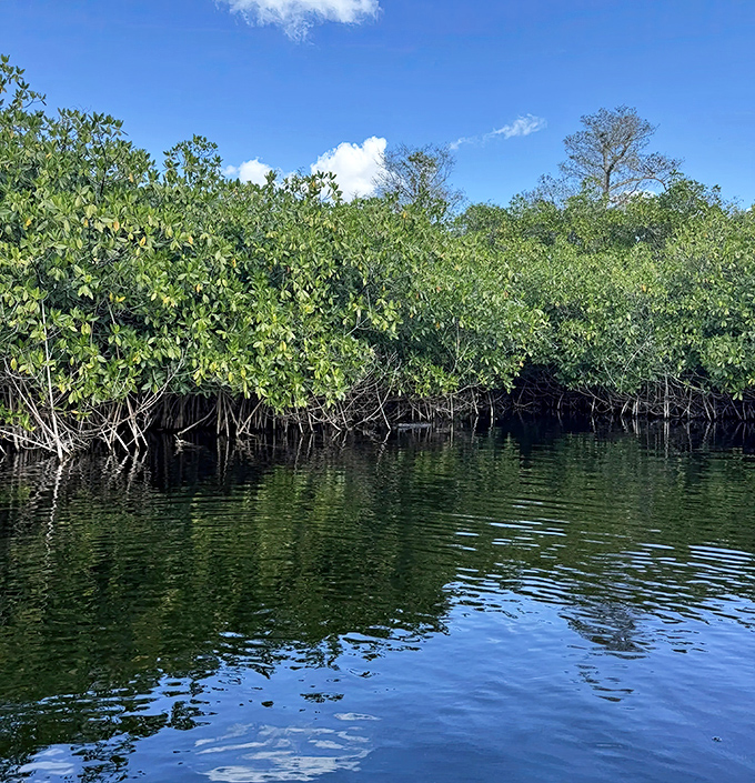 The mangroves create a perfect emerald frame against crystal waters. It's like paddling through a living postcard that Florida forgot to mass-produce.