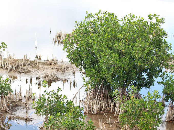 Mangrove sentinels stand guard at the water's edge, their tangled roots creating nature's perfect nursery for countless marine species.