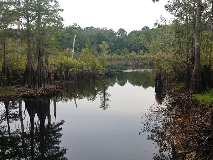 Moody skies cast dramatic shadows across the water, turning the Dead Lakes into a living painting of light and reflection.