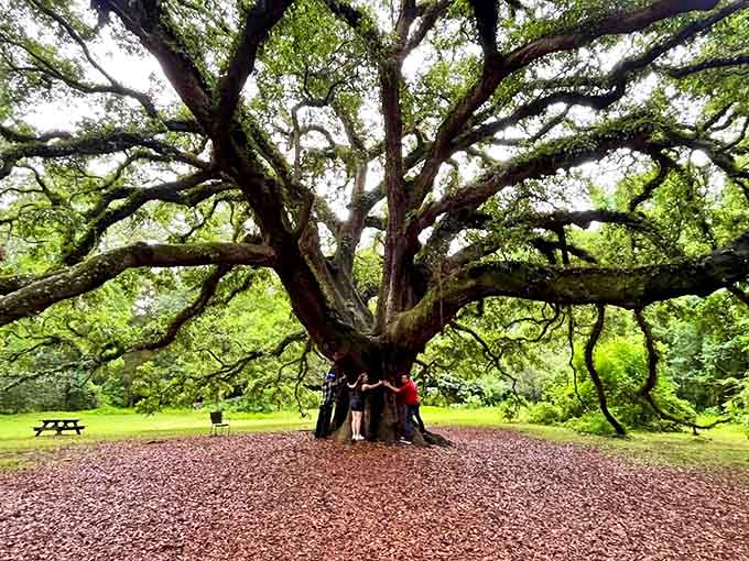 This majestic oak, draped in Spanish moss, has witnessed centuries of Florida history while providing essential habitat for countless creatures.