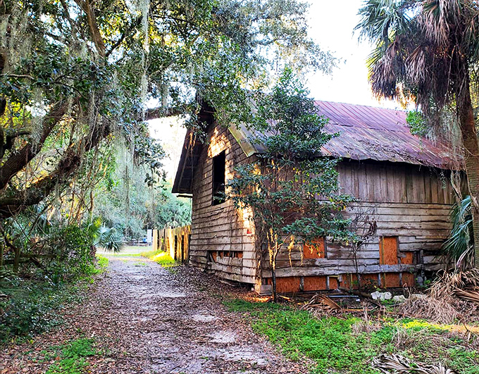 This weathered cabin whispers stories of old Florida, standing as a silent sentinel among palmettos and pines.