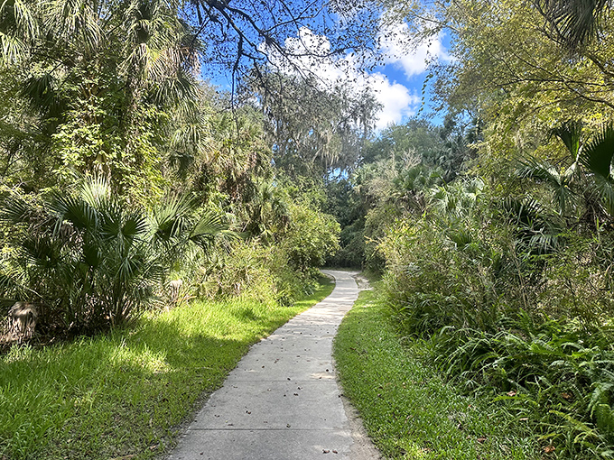 This isn't just a walking path; it's nature's red carpet, inviting you to stroll through Florida as it was before theme parks.