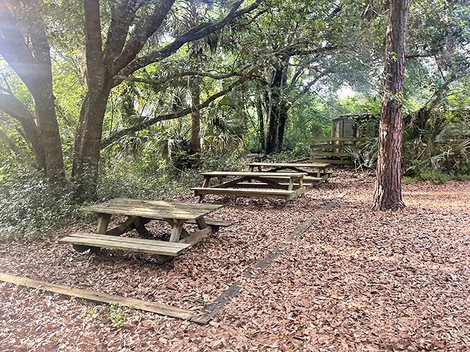 Picnic tables nestled under ancient oaks &ndash; where lunch comes with a side of tranquility instead of a souvenir cup upcharge.
