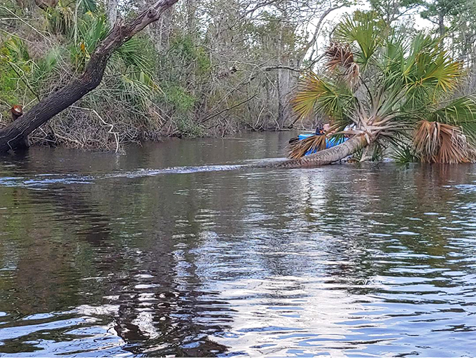 Sunlight dapples through palm fronds along the riverbank, creating nature's own light show on waters that have flowed for millennia.