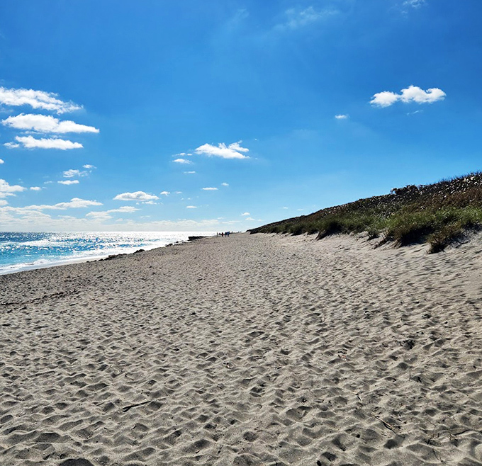 The sandy stretches at Blowing Rocks Preserve offer a more natural beach experience than their manicured resort counterparts.