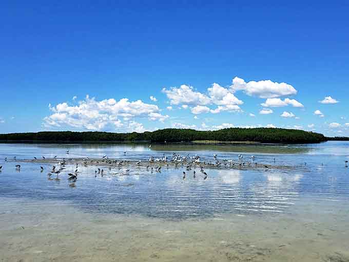 These shorebirds gather like they're attending the world's most exclusive beach party, and somehow you scored an invitation without even trying.