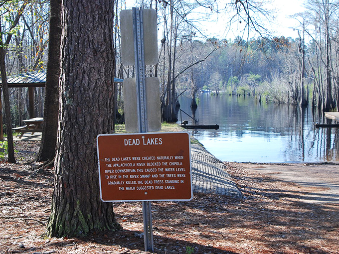 Kayaking through Dead Lakes feels like navigating an ancient maze where every turn reveals new wooden sculptures crafted by time.