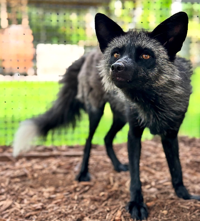 The silver fox's intelligent gaze seems to evaluate visitors with the discerning eye of a wildlife photographer deciding if you're worth a portrait.