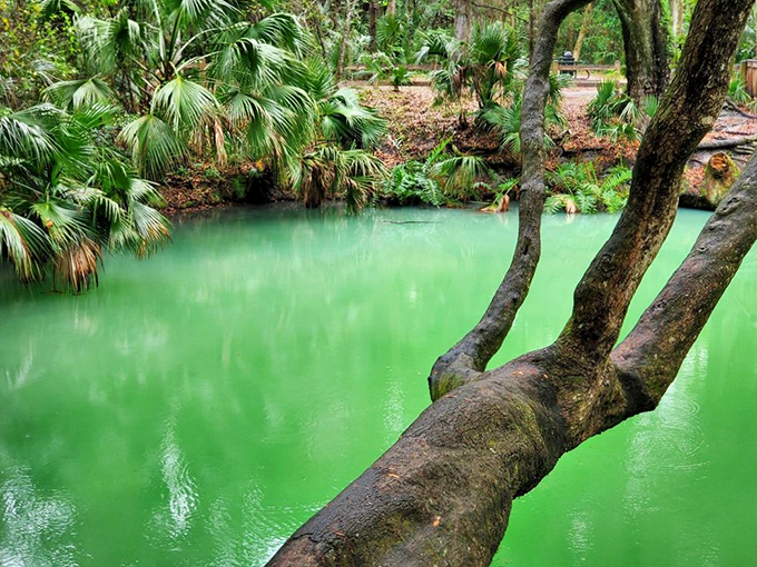 Morning light dances across the emerald surface, creating patterns that would make even the most jaded Floridian stop and stare.