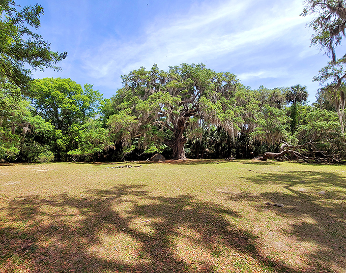Spanish moss drapes elegantly from ancient branches, creating a quintessential Southern tableau that feels straight from a novel.