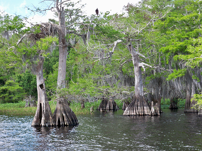 These knobby-kneed cypress trees have been holding court in these waters for centuries, their weathered trunks telling silent stories.