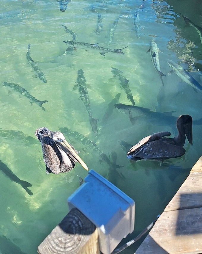 Nature's perfect balance: pelicans and tarpons coexist in this unique ecosystem, both experts at snagging a free meal from unsuspecting tourists.
