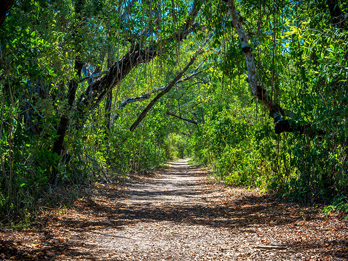 This shaded trail invites you to wander beneath a natural canopy, where dappled sunlight plays hide-and-seek with shadows.
