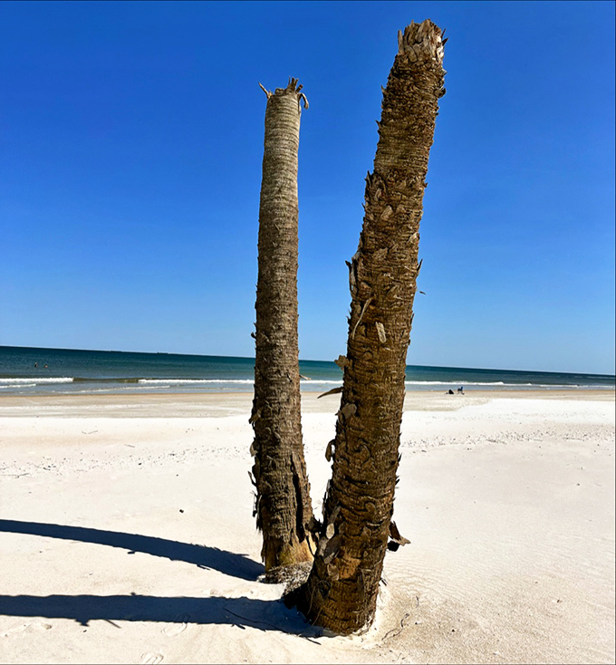 Twin palm sentinels stand guard over Little Talbot's pristine beach, survivors of countless storms and silent witnesses to the island's wild beauty.