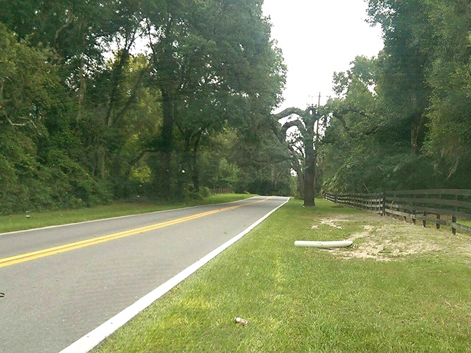 This humble two-lane road would be forgettable if not for its magnificent guardians standing watch for generations.