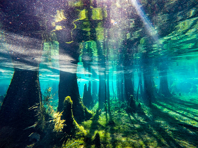 Beneath the surface lies another world entirely &ndash; a submerged forest where sunlight dances through crystal waters illuminating the spring's sandy floor.