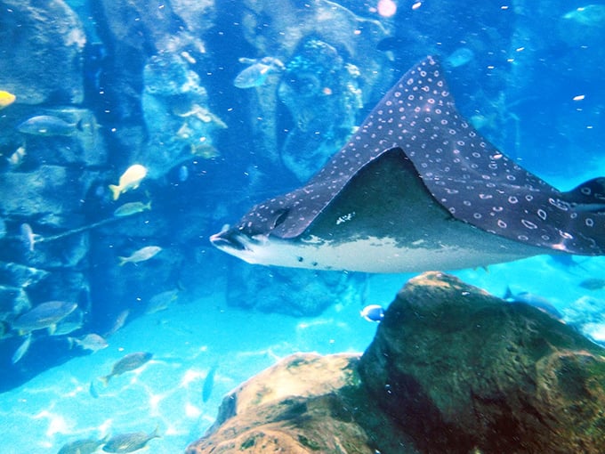A spotted eagle ray glides through crystal waters, its graceful wings seemingly conducting an underwater symphony for mesmerized onlookers.