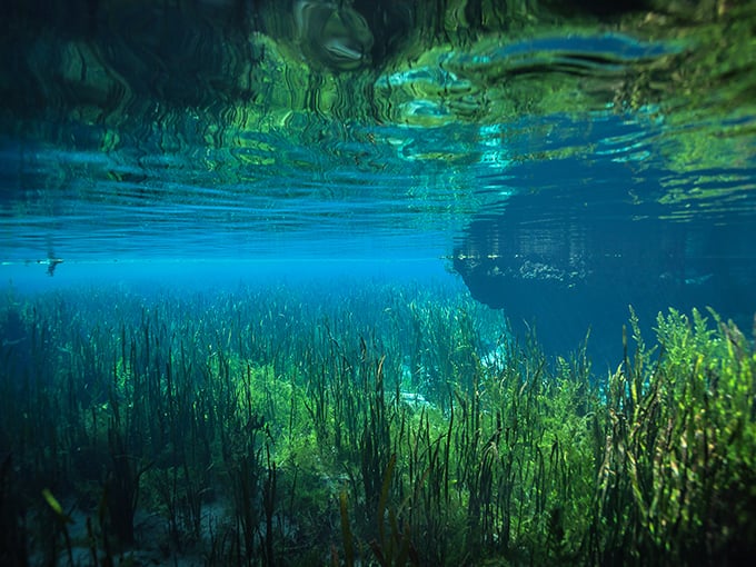 Beneath the surface lies another world entirely – an underwater garden where sunlight dances through swaying aquatic plants.