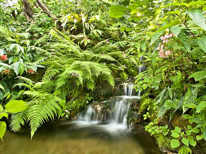 Cascading serenity: A gentle waterfall adds musical accompaniment to nature's most impressive floating garden.