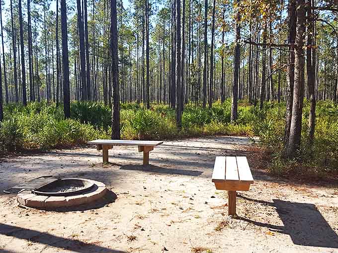 Cary State Forest's pine flatwoods stretch toward the horizon, their straight trunks creating nature's colonnade beneath a green canopy.
