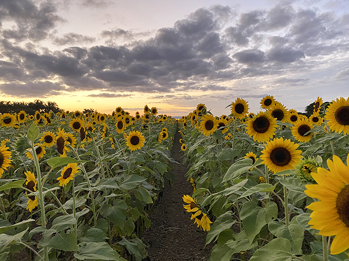 5a. the berry farms (miami)