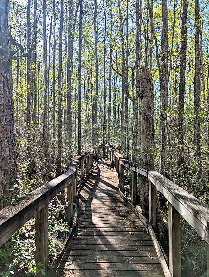 A simple campsite nestled among Cary's pines offers wilderness comfort, where stories told around the fire compete with the whispers of the forest.