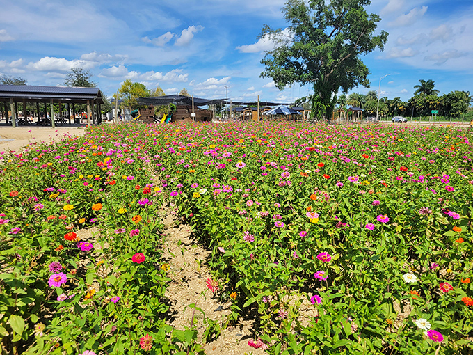 5b. the berry farms (miami)