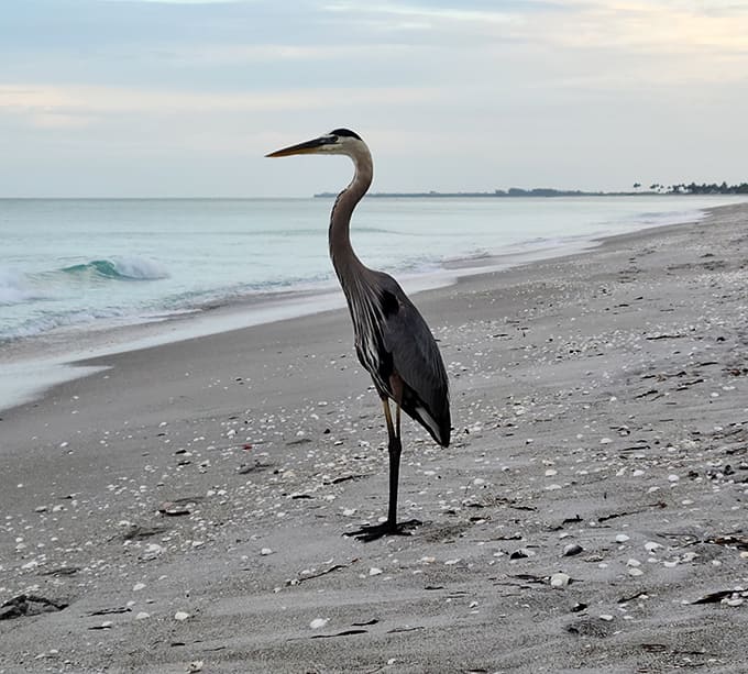 This great blue heron has better posture than most people and clearly knows how to work a camera angle.