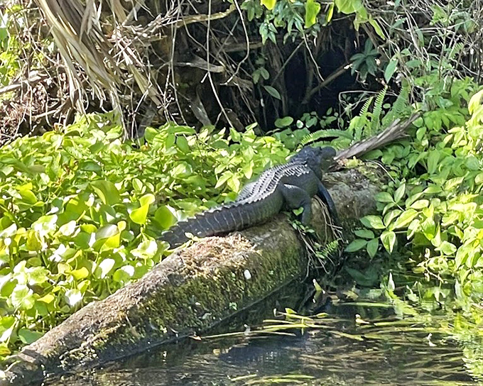 American Alligator: Florida's original sunbather perfecting the art of stillness, demonstrating patience developed over 200 million years of evolutionary practice.